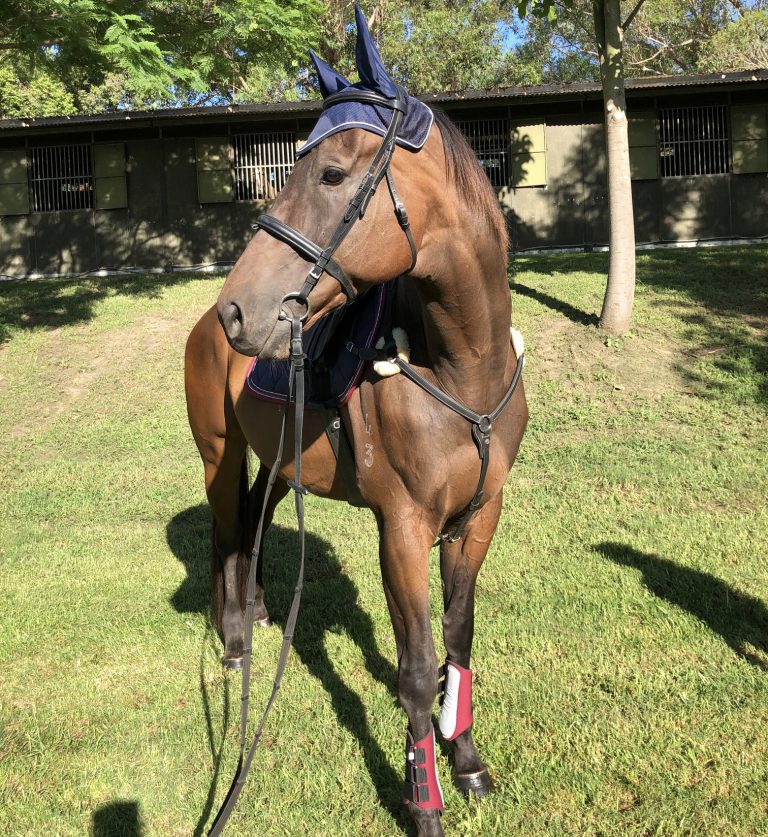 Horse Profile - Wine Bush (REHOMED) - Team Thoroughbred NSW