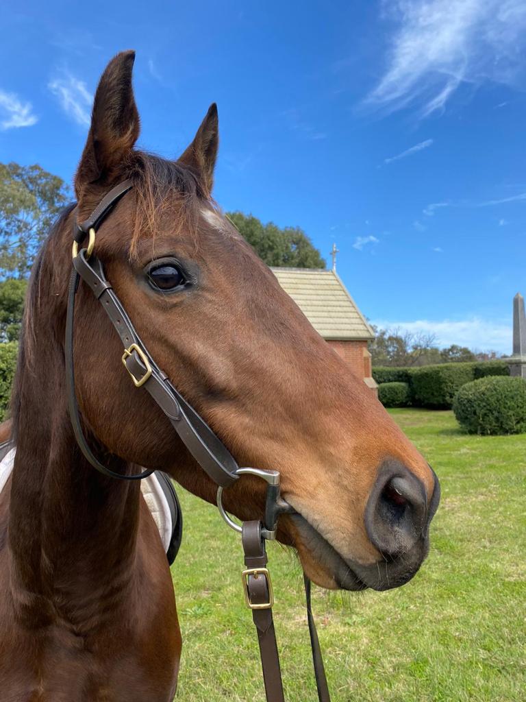 Horse Profile - Double Standards - Team Thoroughbred NSW