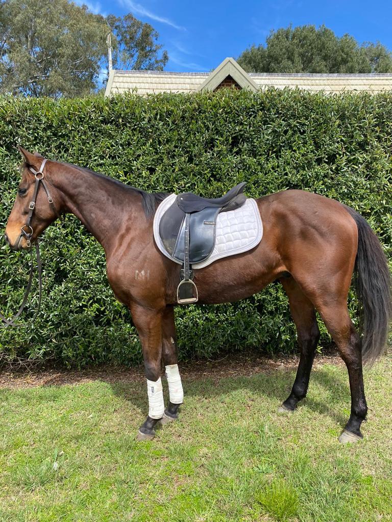 Horse Profile - Double Standards - Team Thoroughbred NSW
