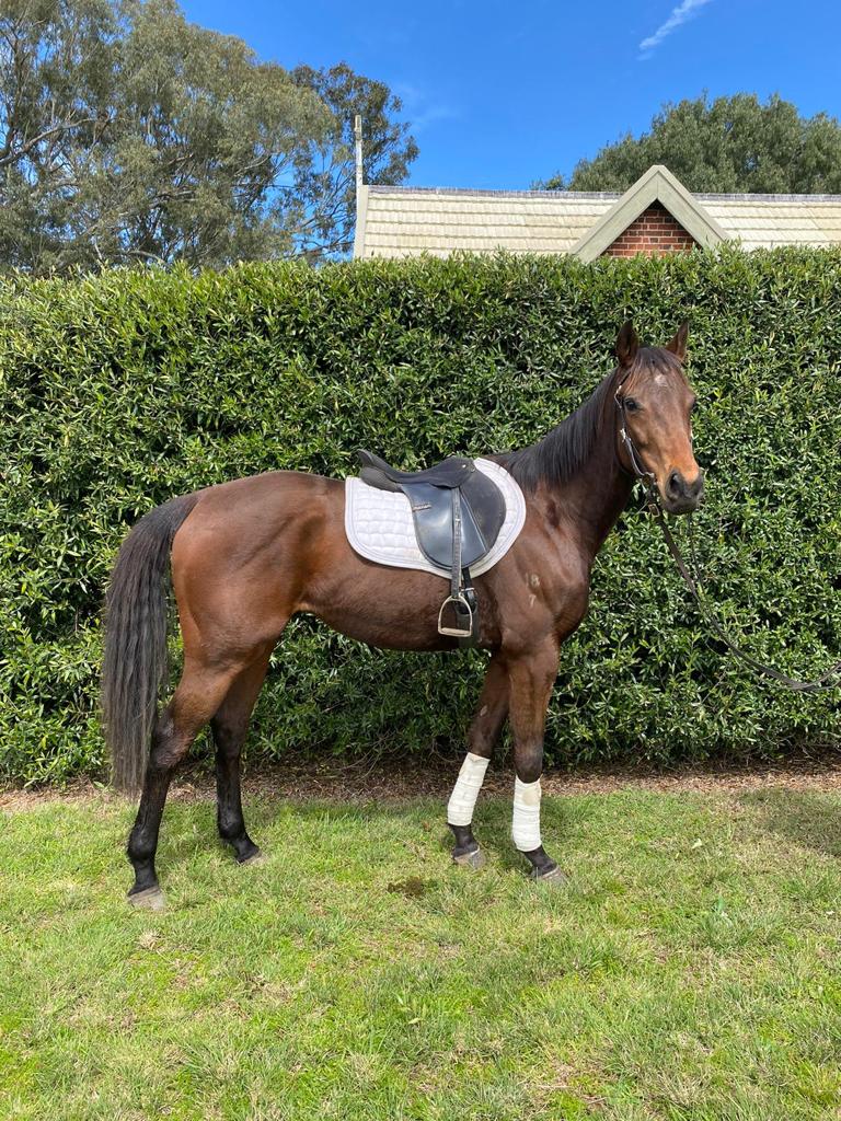 Horse Profile - Double Standards - Team Thoroughbred NSW