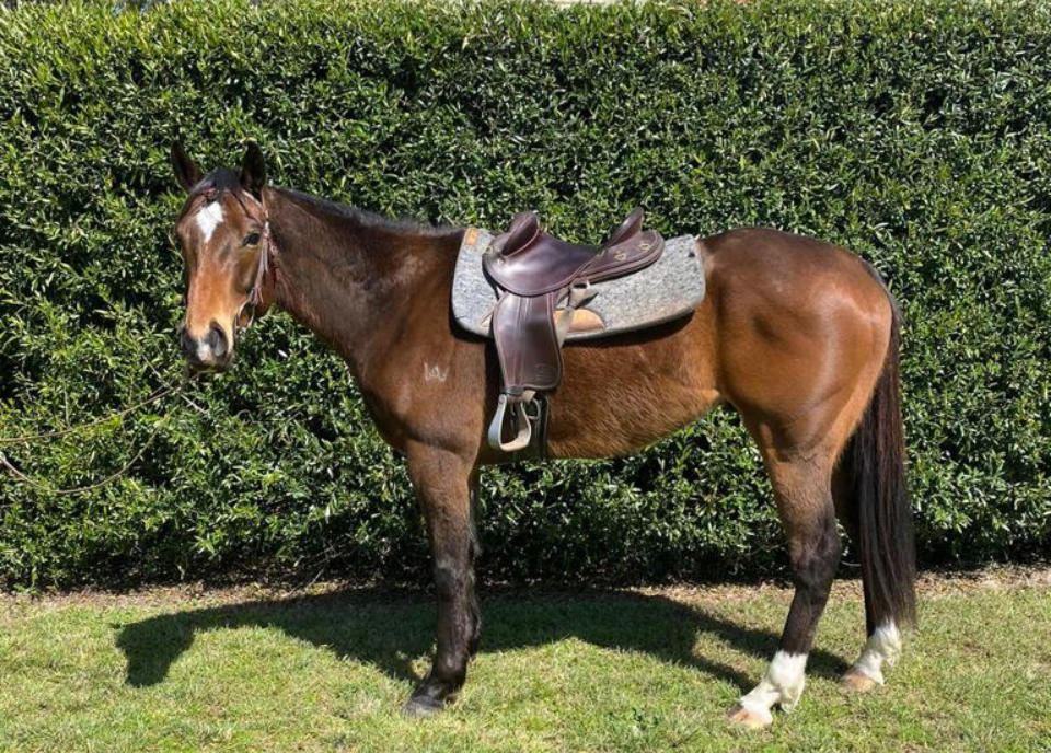 Team Thoroughbred NSW