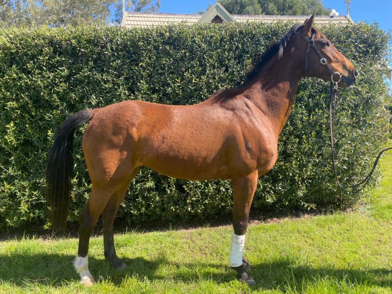 Horse Profile - Runaway Jet (REHOMED) - Team Thoroughbred NSW