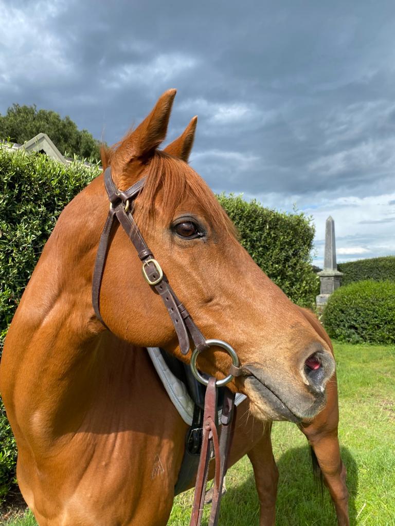 Horse Profile - Stratical (REHOMED) - Team Thoroughbred NSW