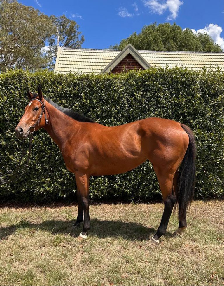 Horse Profile - Dazzler’s Choice - Team Thoroughbred NSW