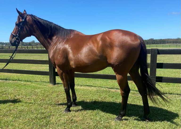 Horse Profile - Delacroix - Team Thoroughbred NSW