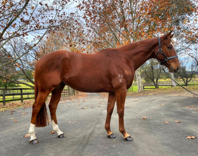 Horse Profile - Wayward Prince - Team Thoroughbred NSW