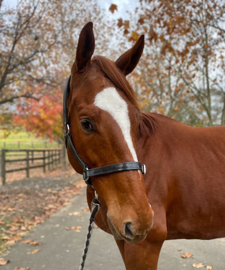 Horse Profile - Wayward Prince - Team Thoroughbred NSW