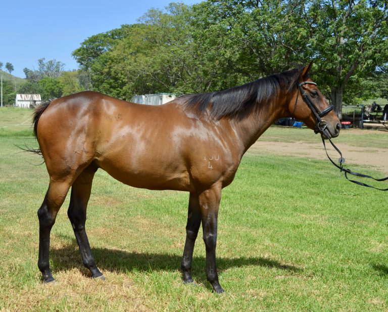 Horse Profile - Dashing Badger - Team Thoroughbred NSW